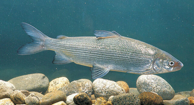 Graavi siika – CasaUrsus